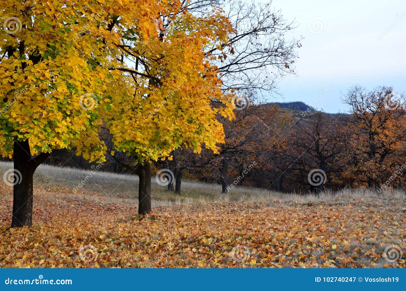 Autumn maple oak grove. stock image. Image of mountainous - 102740247