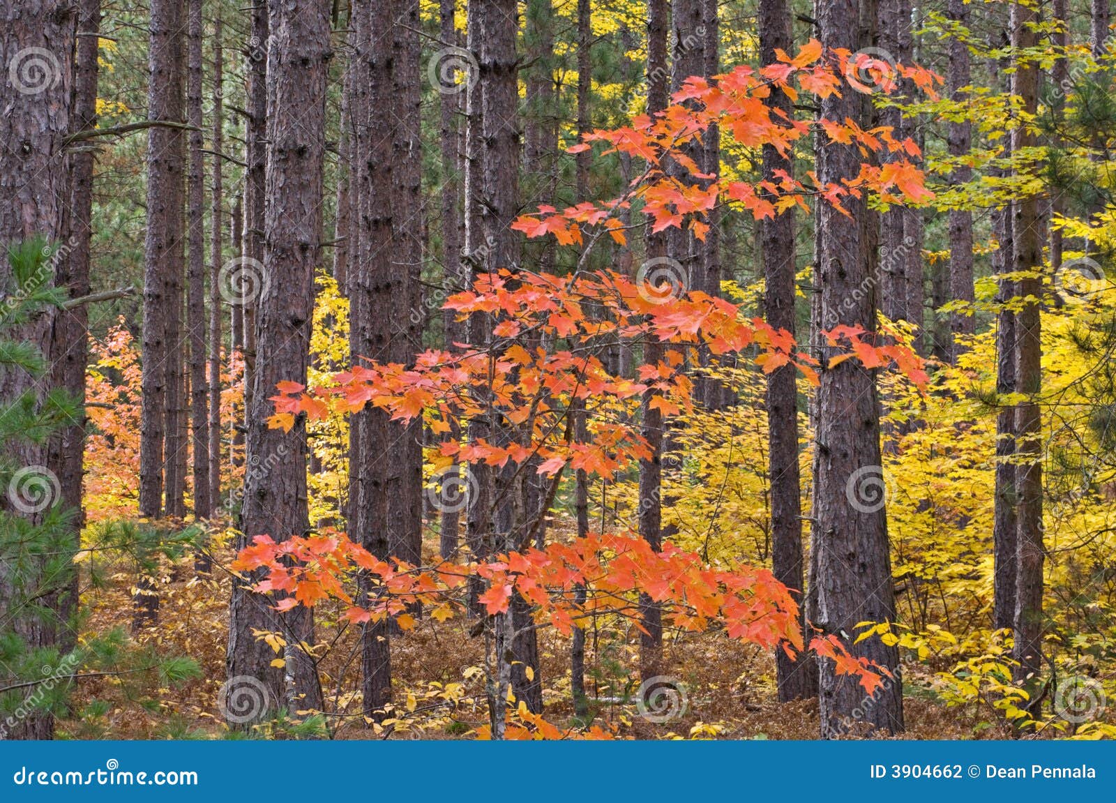 Autumn Maple in Pines stock photo. Image of woodland, patttern - 3904662