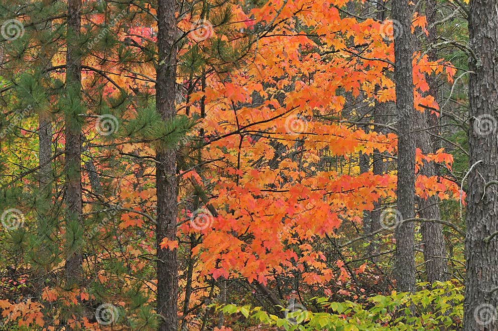 Autumn Maple and Pines stock image. Image of trunks, foliage - 6711697