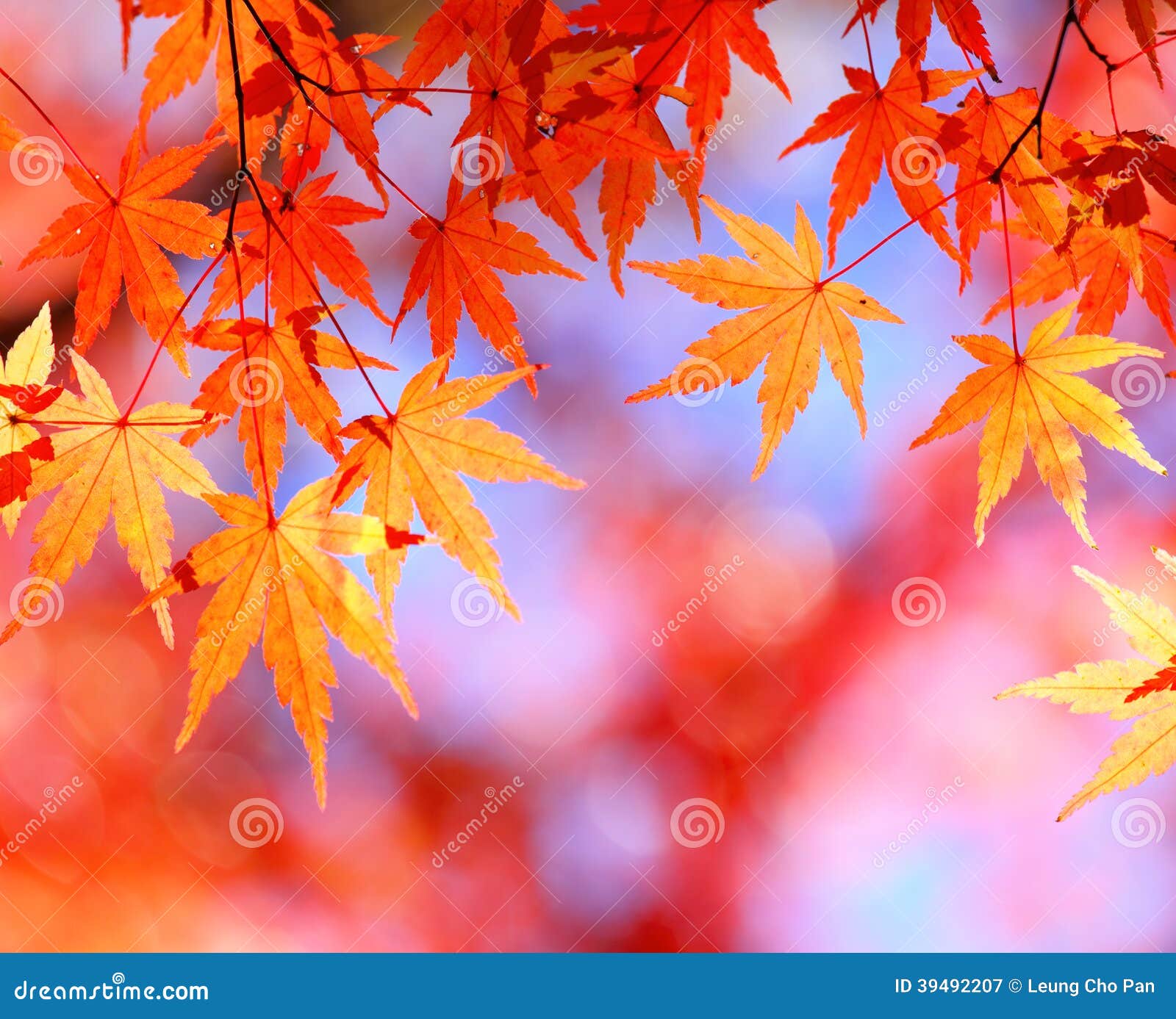 Autumn maple stock image. Image of maple, branch, yellow - 39492207