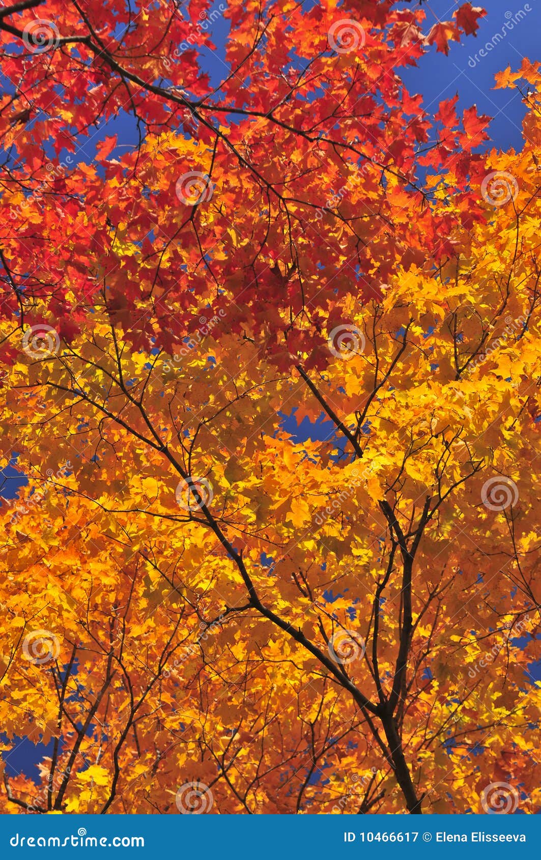 Autumn maple tree stock image. Image of foliage, autumn - 10466617