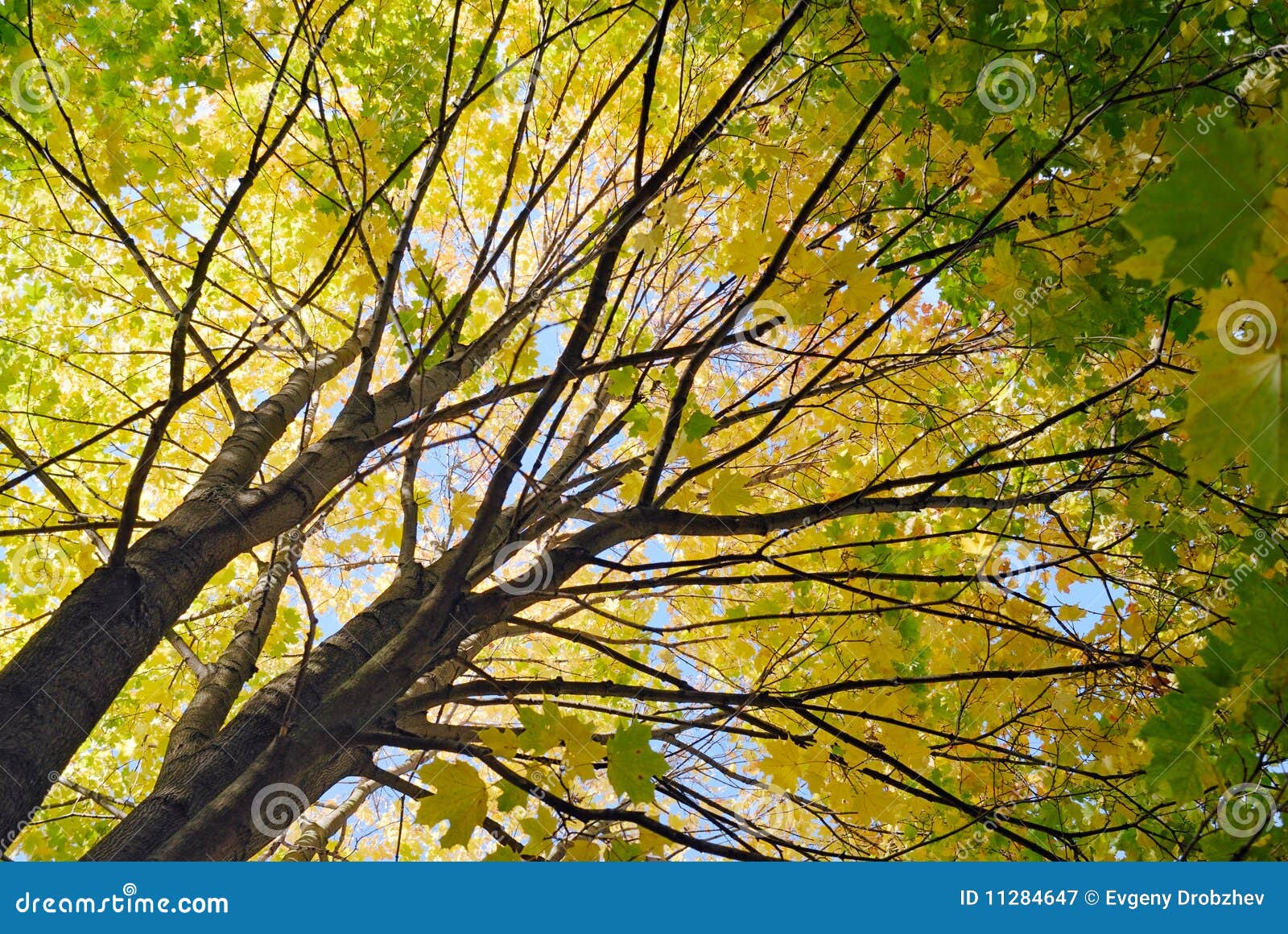 Autumn maple tree stock image. Image of blue, light, branches - 11284647