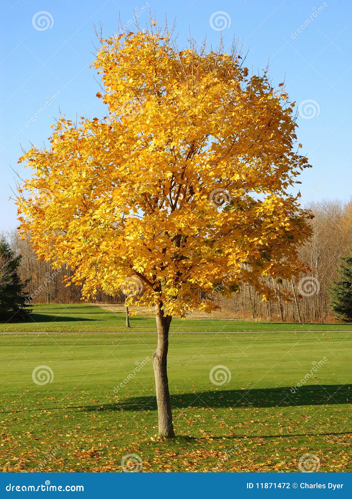 Autumn Maple Tree stock photo. Image of grass, canada - 11871472