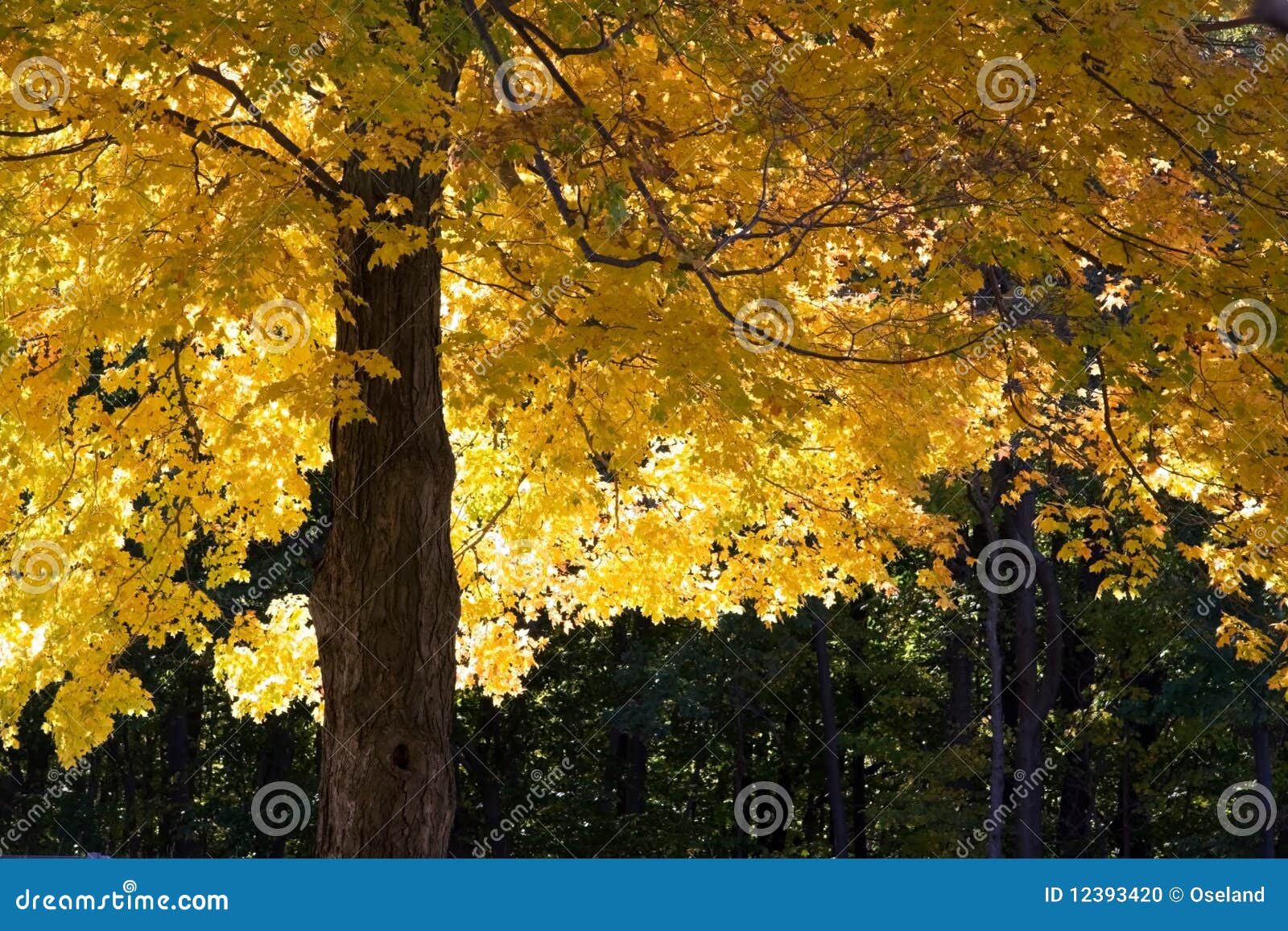 Autumn Maple Tree stock photo. Image of nature, leaf - 12393420