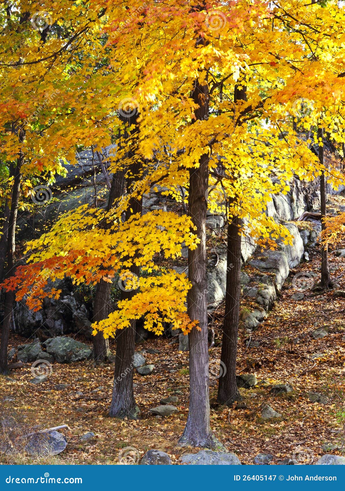 Autumn maple tree stock image. Image of woods, fall, autumn - 26405147