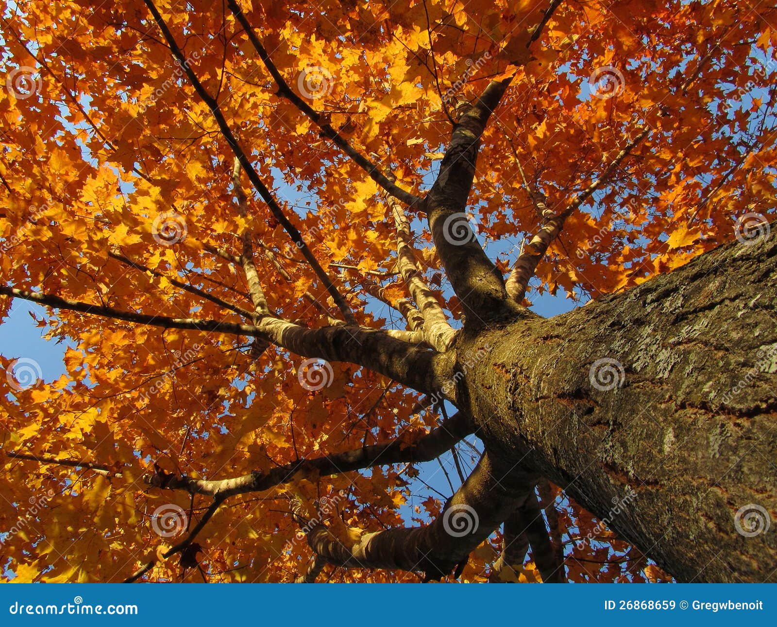 Autumn Maple Tree stock image. Image of park, foliage - 26868659