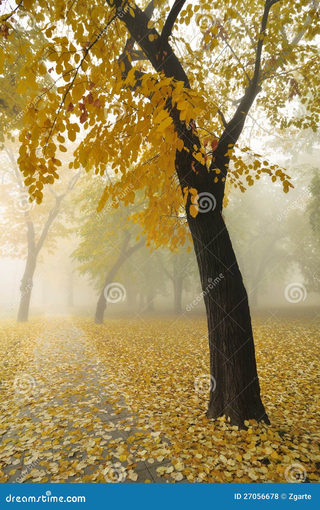 Autumn Maple Tree stock photo. Image of scenic, outdoor - 27056678