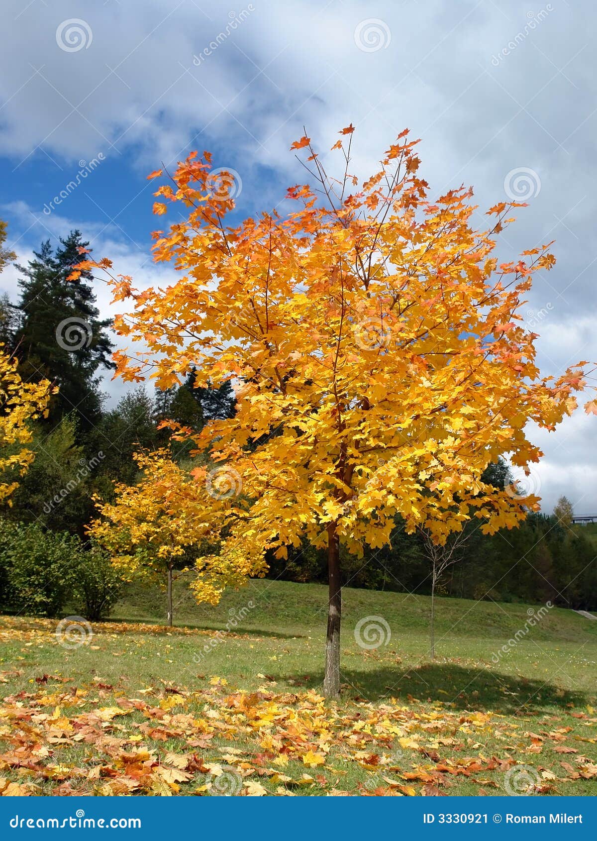 Autumn maple tree stock image. Image of scenic, single - 3330921