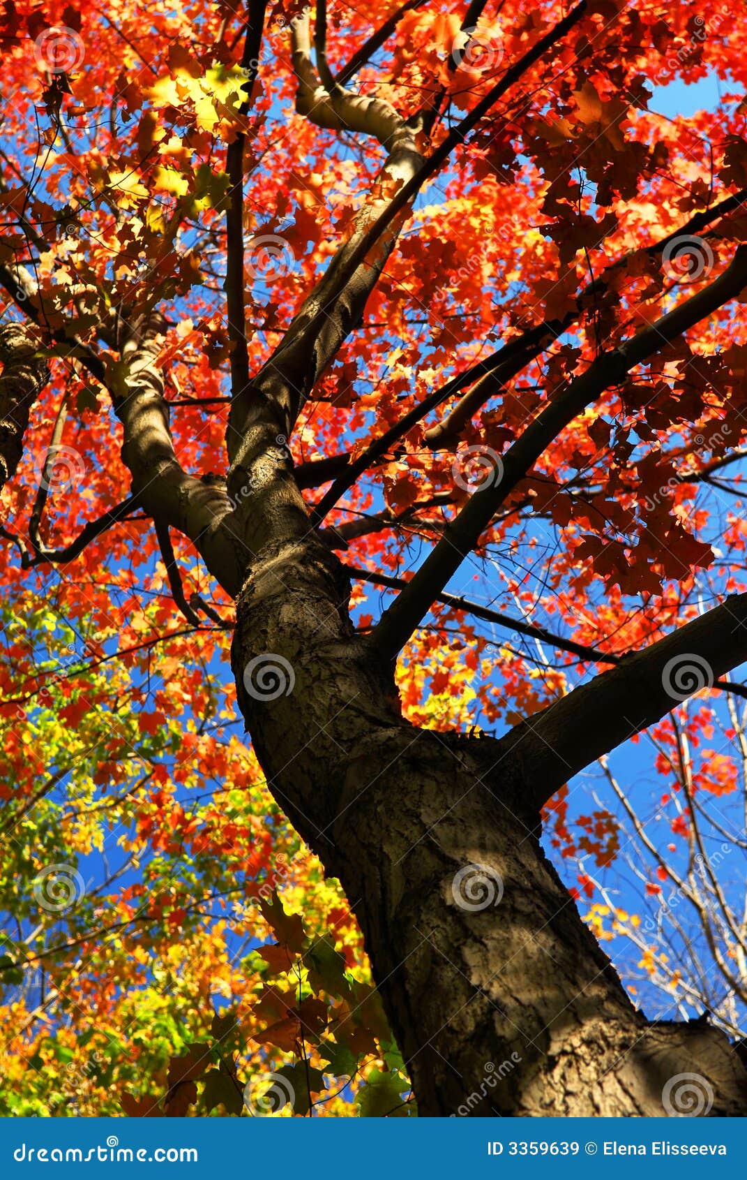 Autumn maple tree stock image. Image of growing, canopy - 3359639