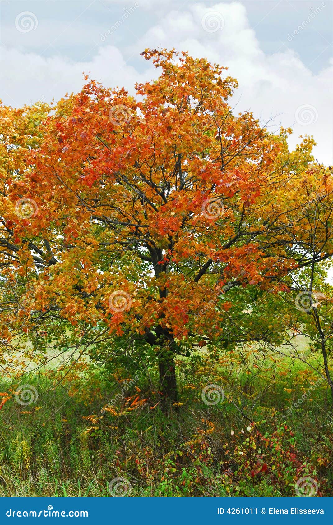 Autumn maple tree stock image. Image of standalone, canopy - 4261011