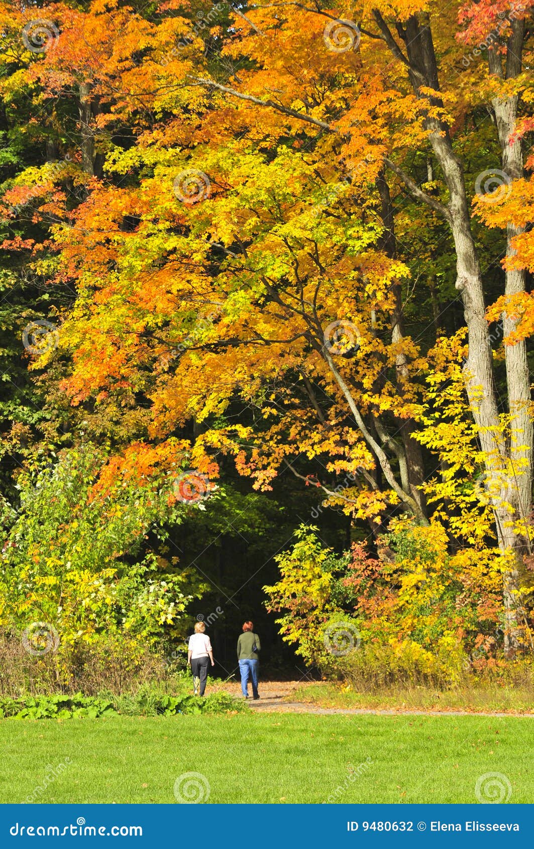 Autumn maple tree stock photo. Image of early, landscape - 9480632