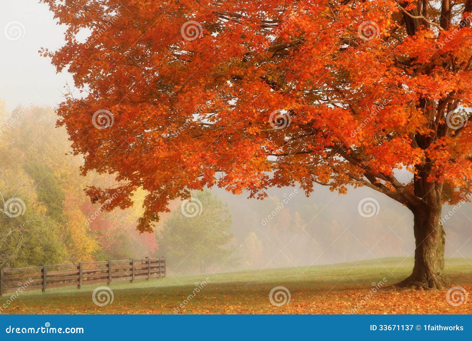 Autumn Maple Tree stock image. Image of landscape, maple - 33671137