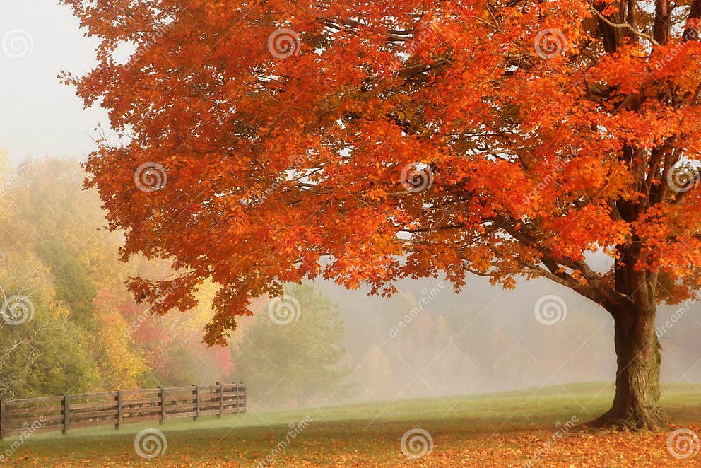 Autumn Maple Tree stock image. Image of landscape, maple - 33671137