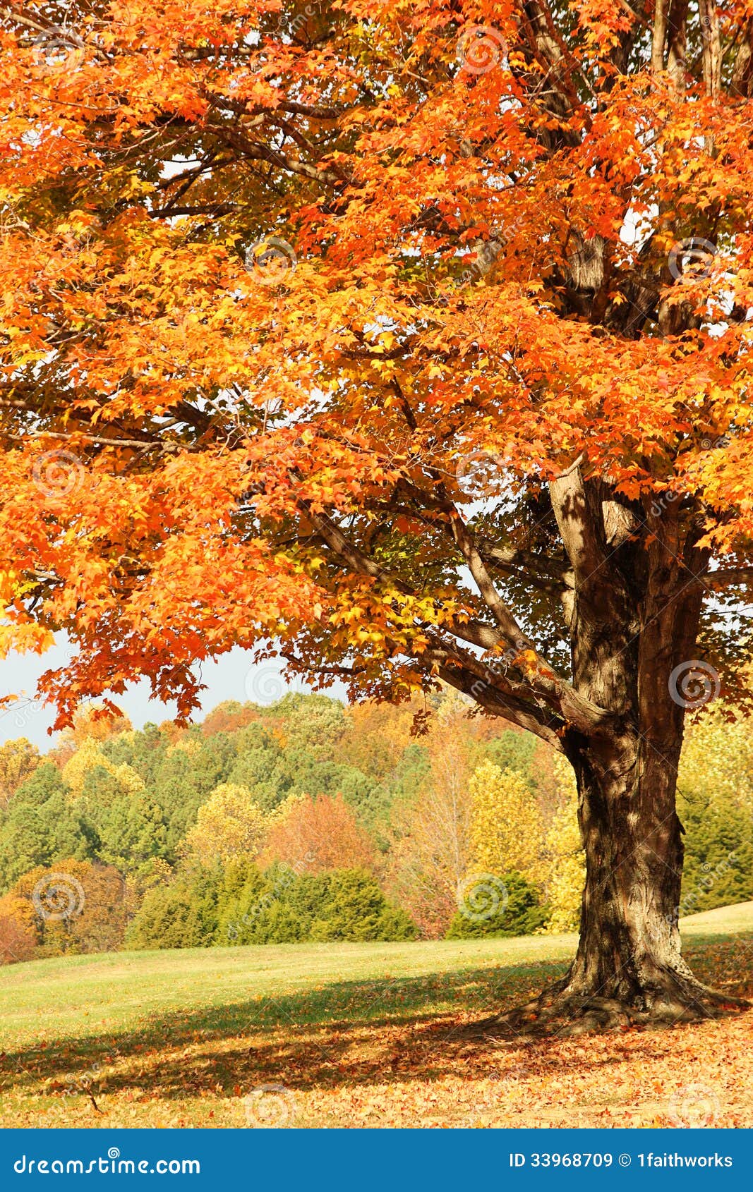 Autumn Maple Tree stock image. Image of colorful, copyspace - 33968709