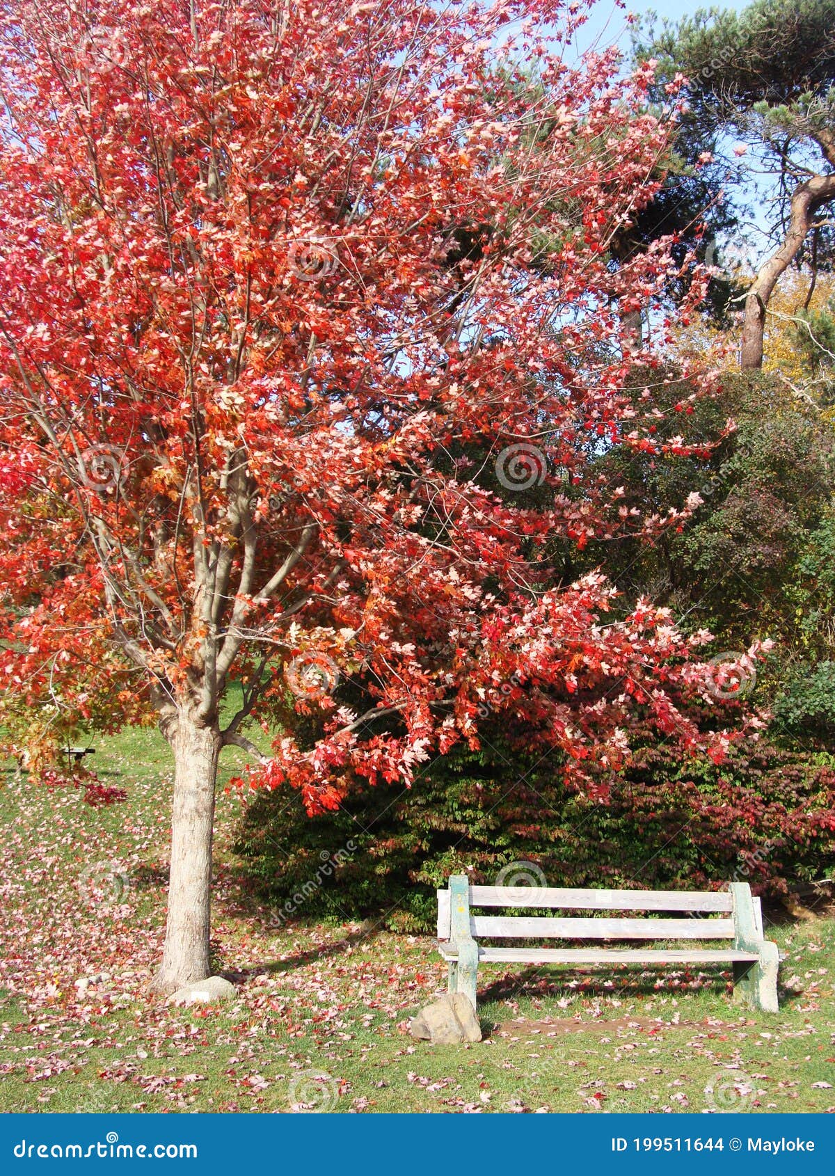 Autumn Maple Tree Benches beside Stock Photo - Image of tree, natural ...