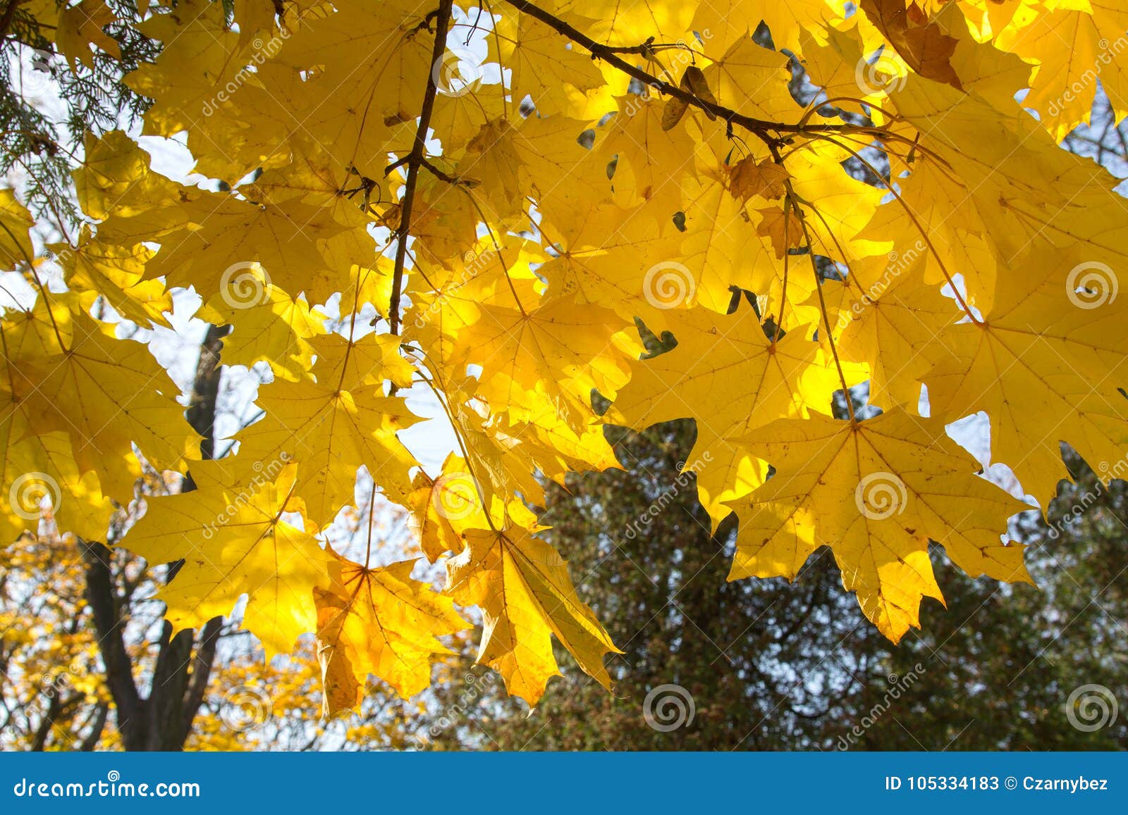Autumn maple tree branch, stock image. Image of closeup - 105334183