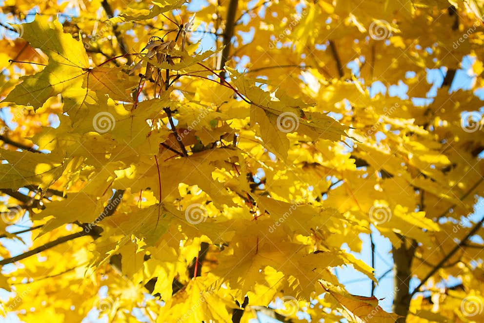 Autumn Maple Tree with Bright Foliage Stock Photo - Image of gild ...