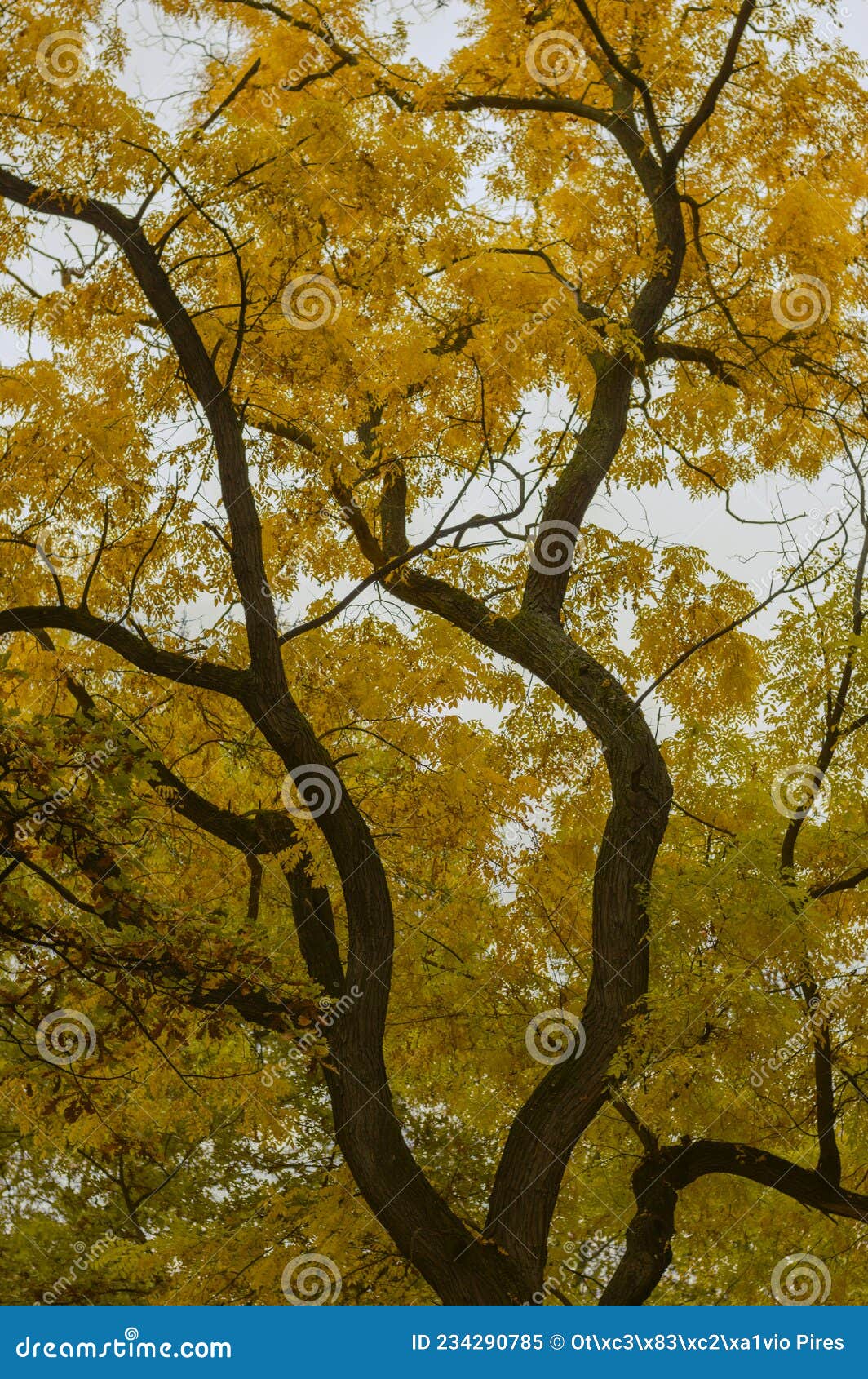 Maple Tree in an European Urban Park Stock Image - Image of urban ...