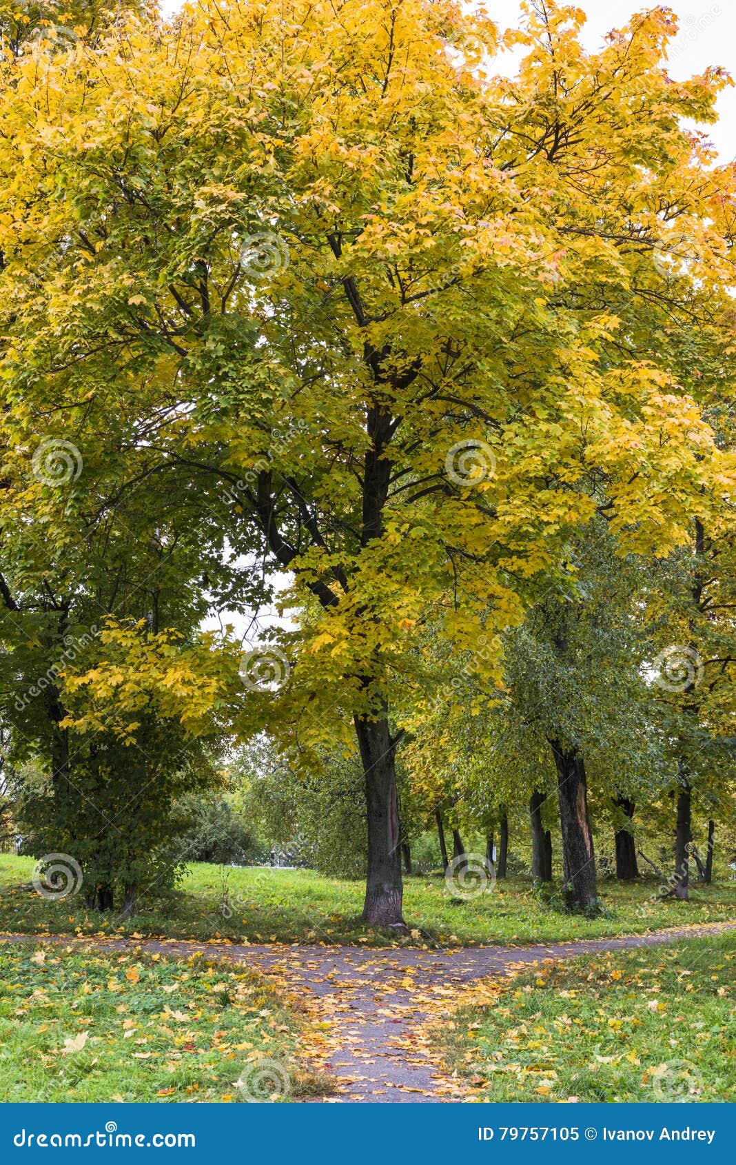 Autumn Maple Tree at the Intersection of Two Paths Stock Image - Image ...