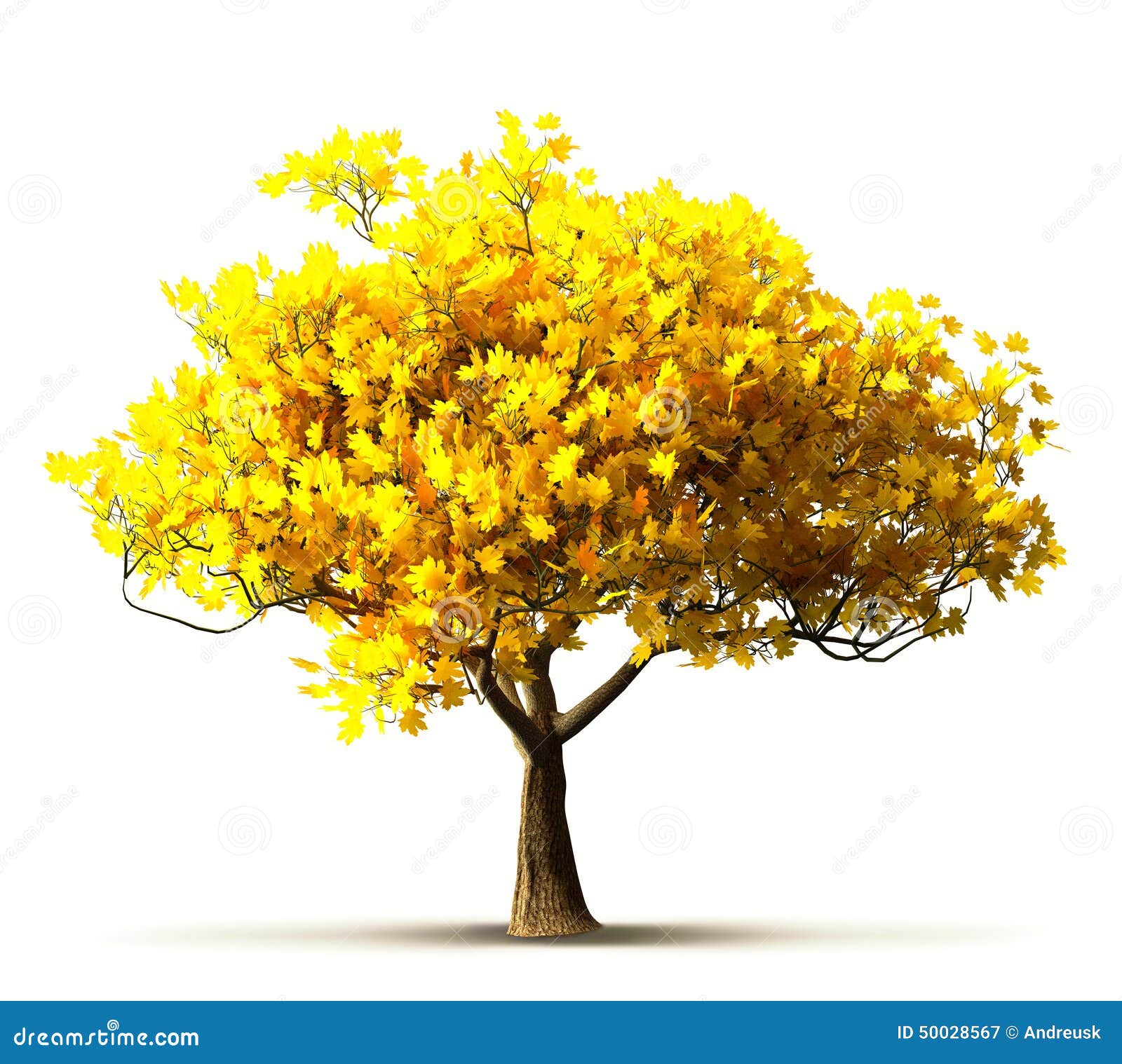 Autumn maple tree stock image. Illustration of nature - 50028567