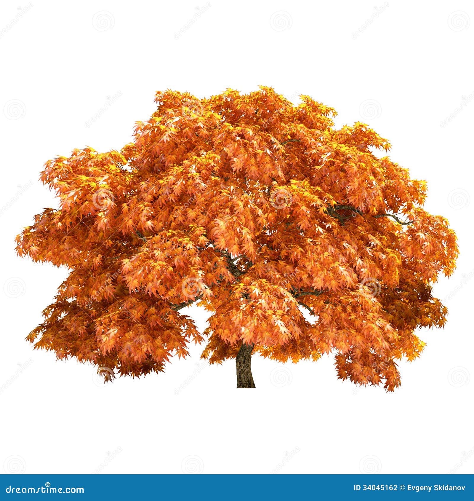 Autumn Maple Tree Isolated stock illustration. Illustration of high ...
