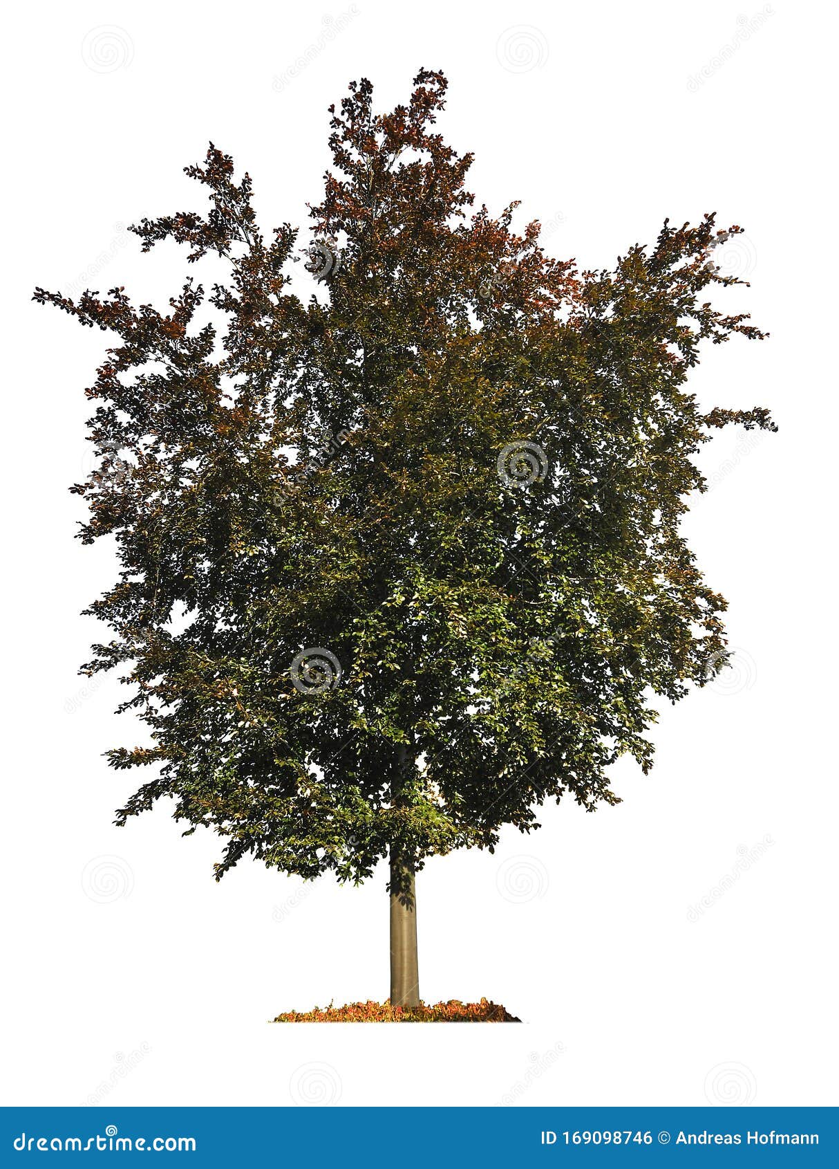 Autumn Maple Tree Isolated on White Background Stock Photo - Image of ...