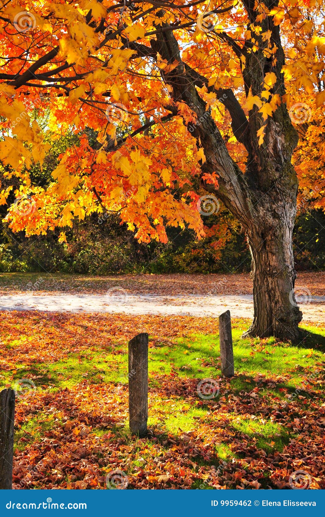 Autumn Maple Tree Near Road Stock Photo - Image of lush, color: 9959462