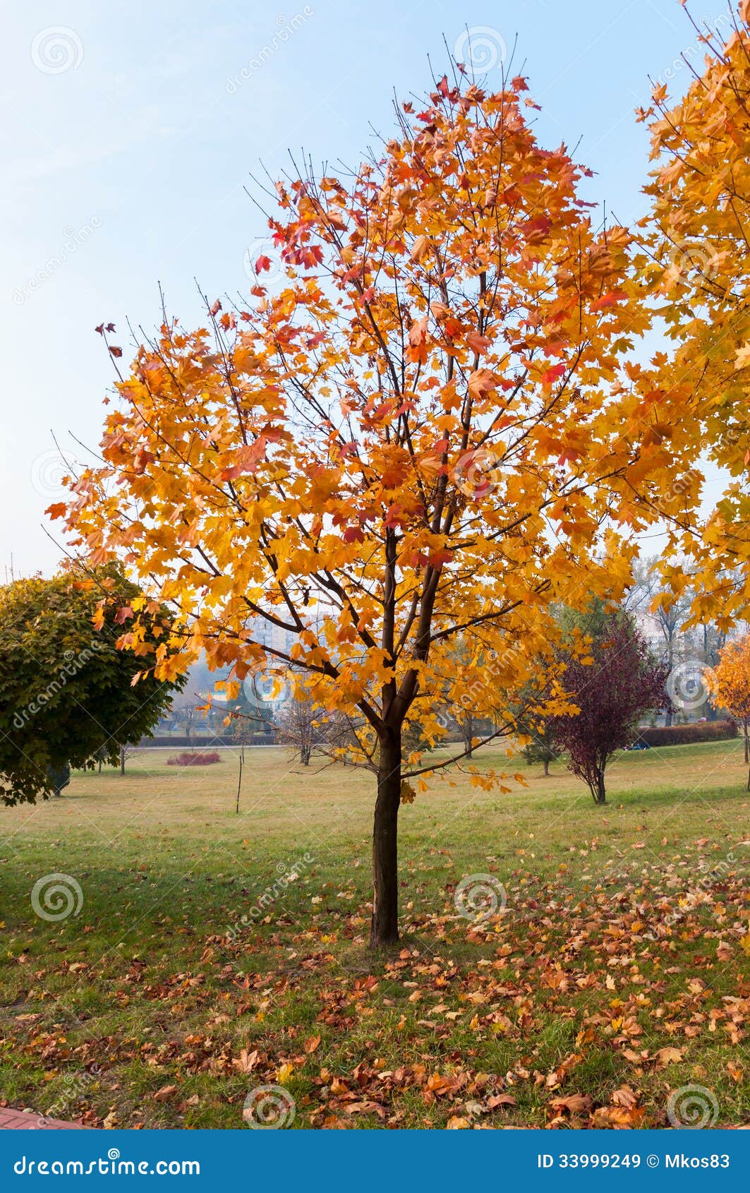 Autumn Maple Tree in a Park. Stock Image - Image of leaf, nature: 33999249
