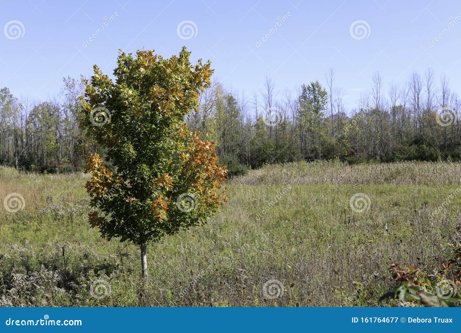 Small Maple Tree Changing Color in the Fall Stock Image - Image of ...