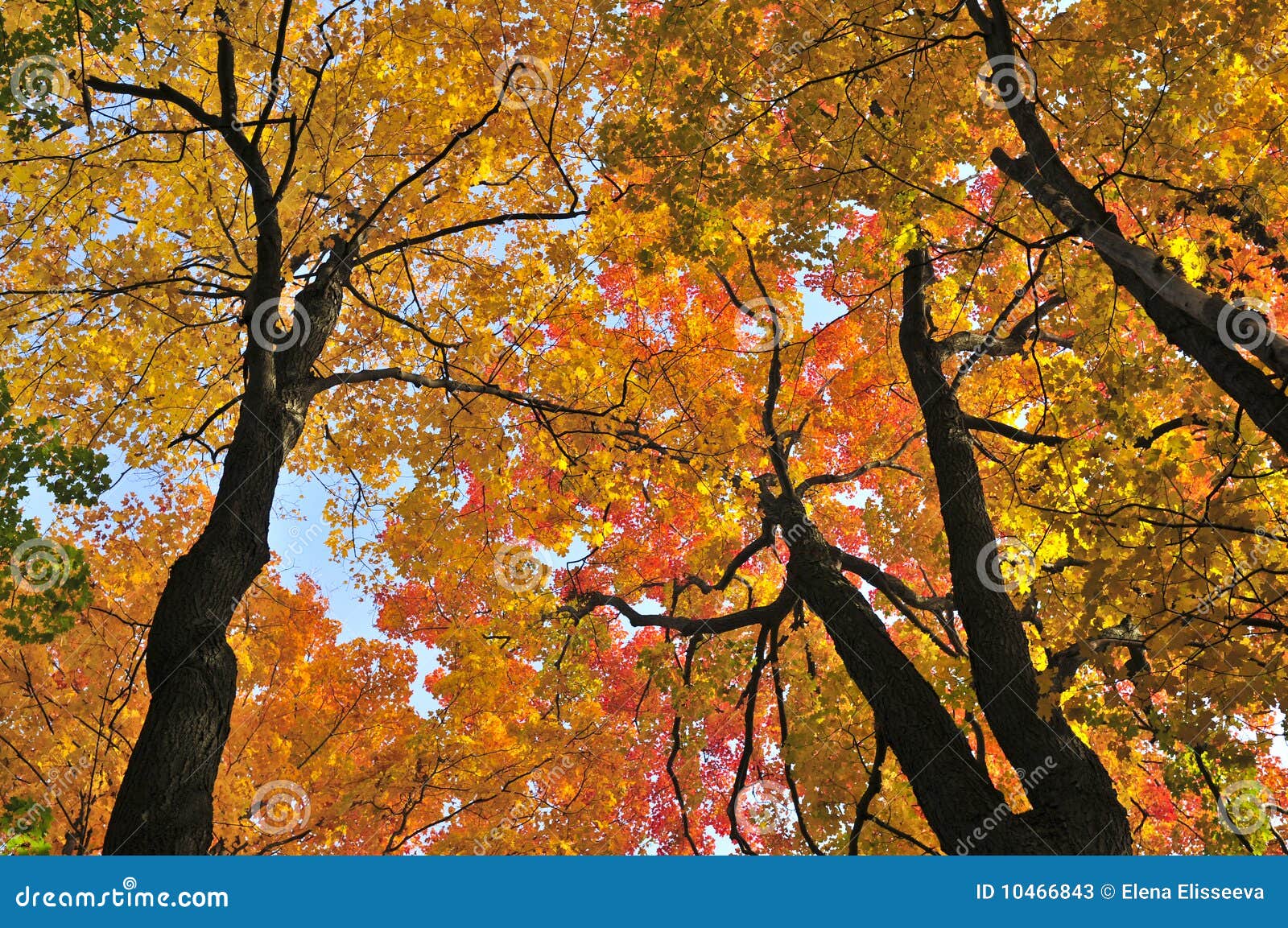 Autumn maple trees stock image. Image of orange, alone - 10466843