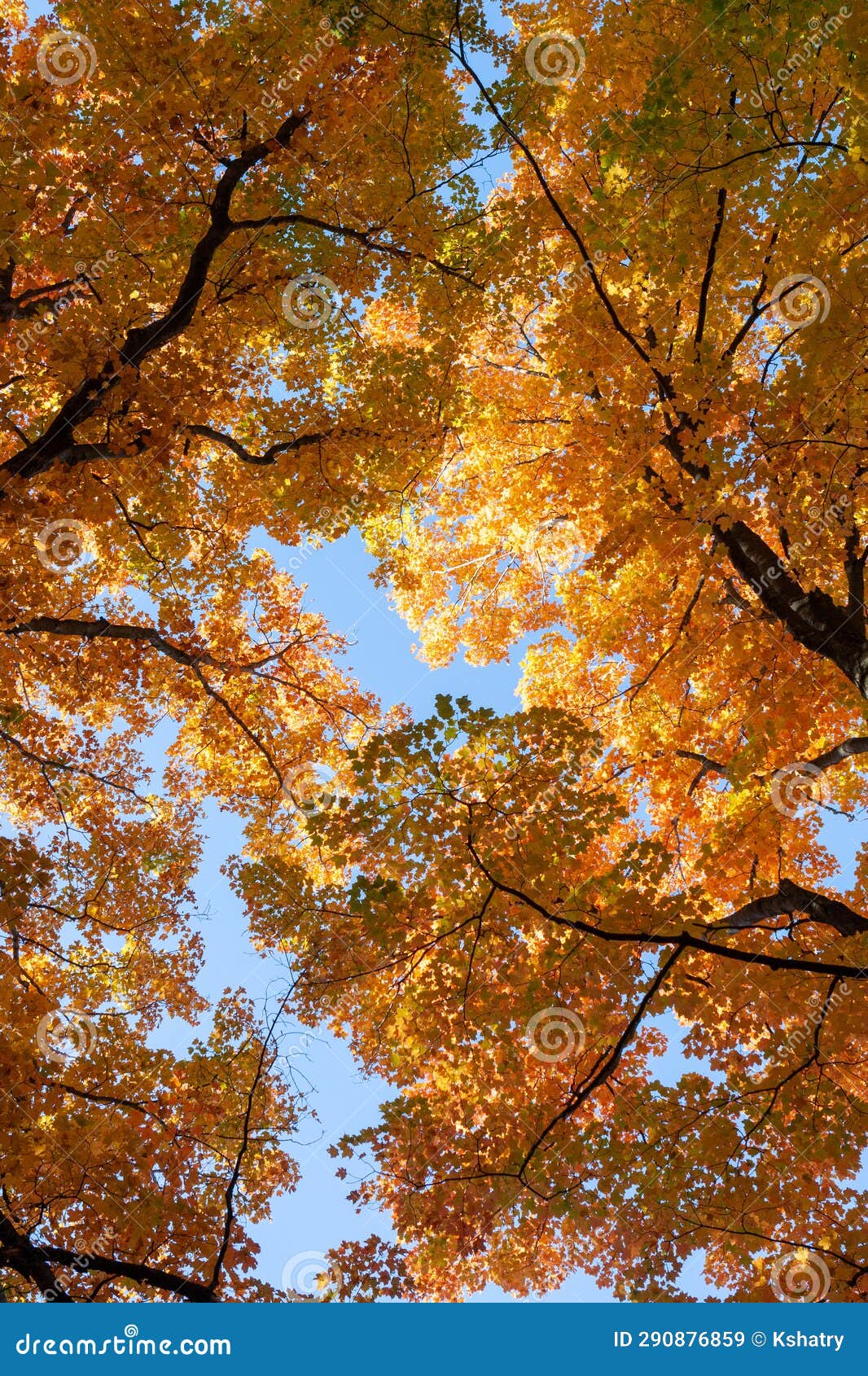 Autumn Maple Trees Branches on the Sky Blue Background Stock Image ...