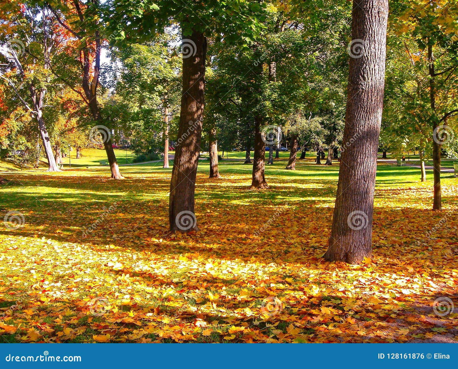 Autumn Maple Trees in Fall City Park Stock Photo - Image of park ...