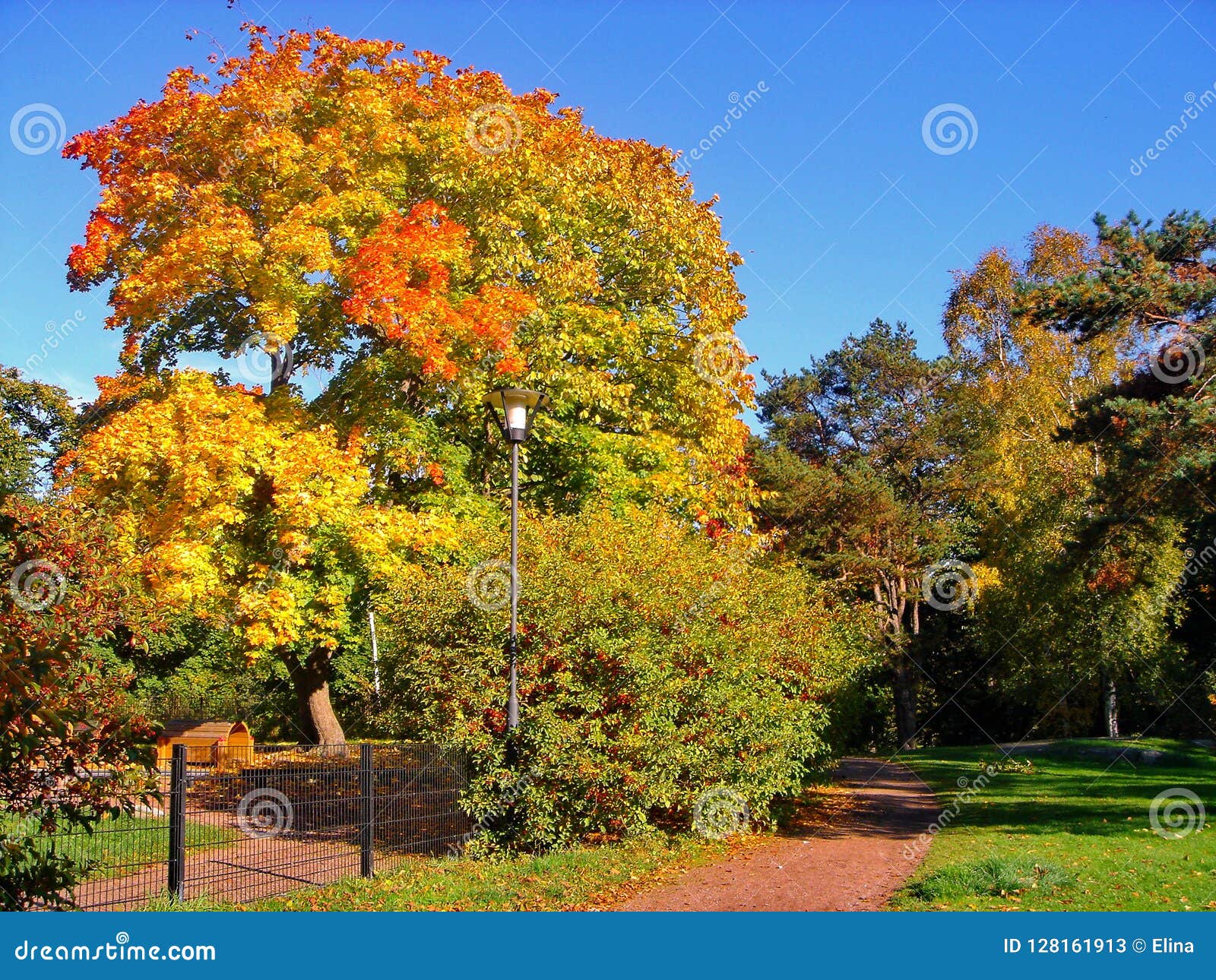 Autumn Maple Trees in Fall City Park Stock Image - Image of scenic ...