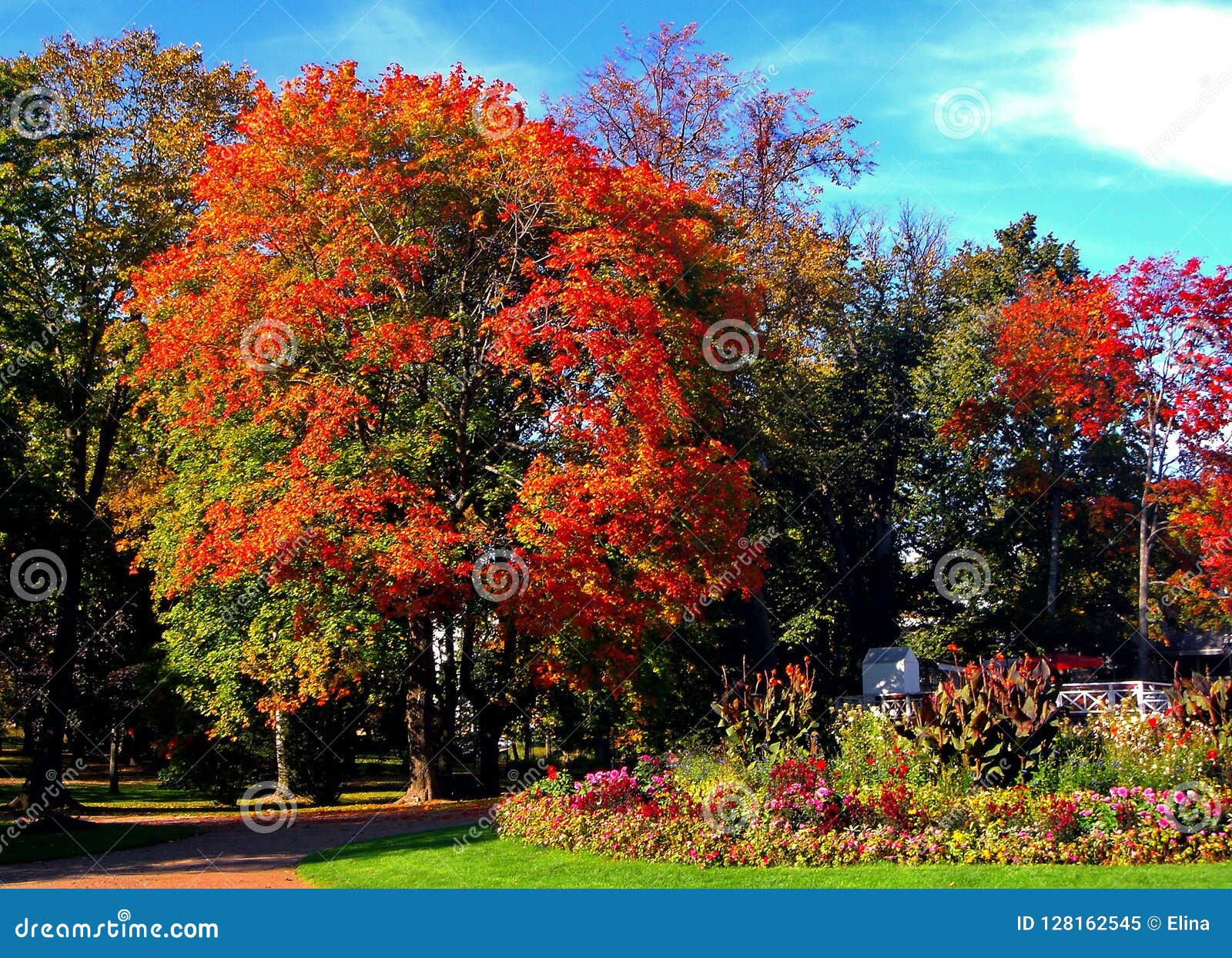 Autumn Maple Trees in Fall City Park Stock Image - Image of peace ...