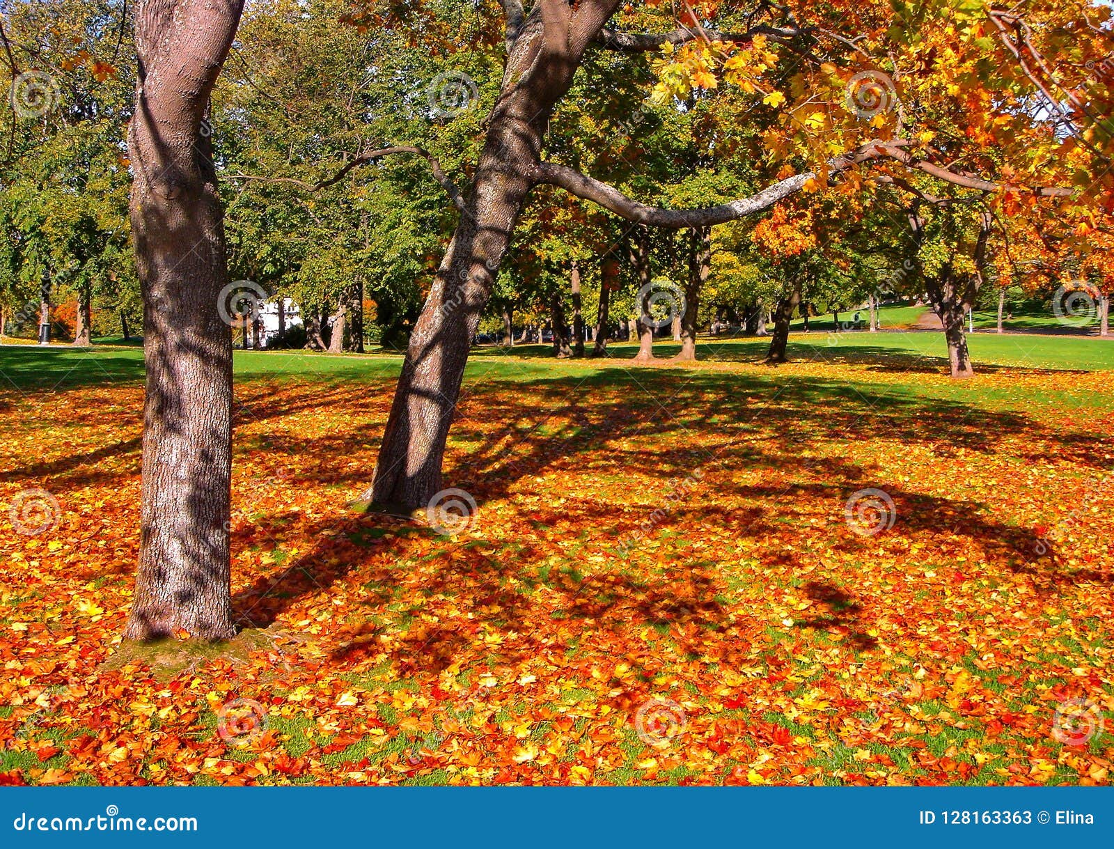 Autumn Maple Trees in Fall City Park Stock Image - Image of orange ...