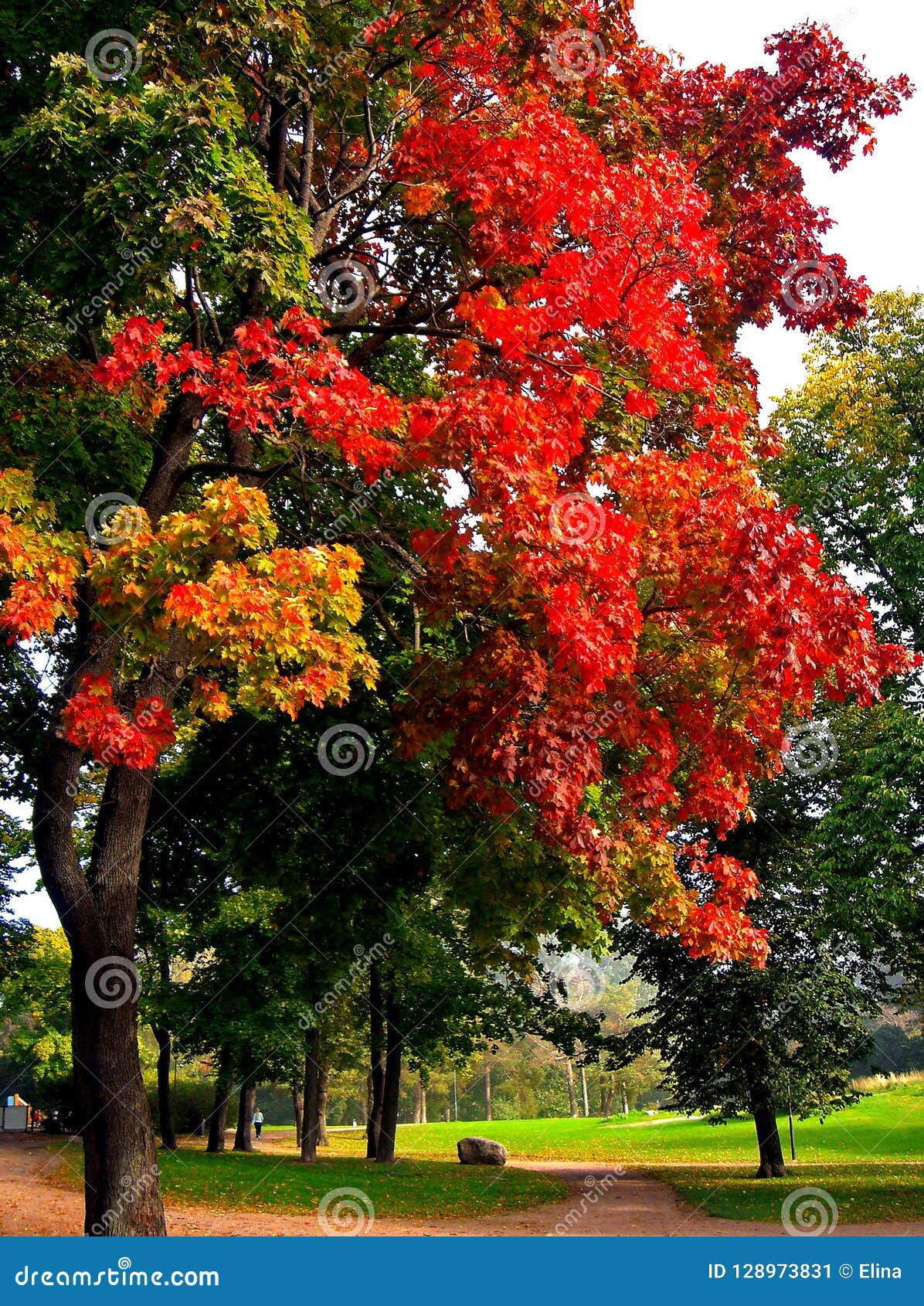 Autumn Maple Trees in Fall City Park Stock Image - Image of autumn ...