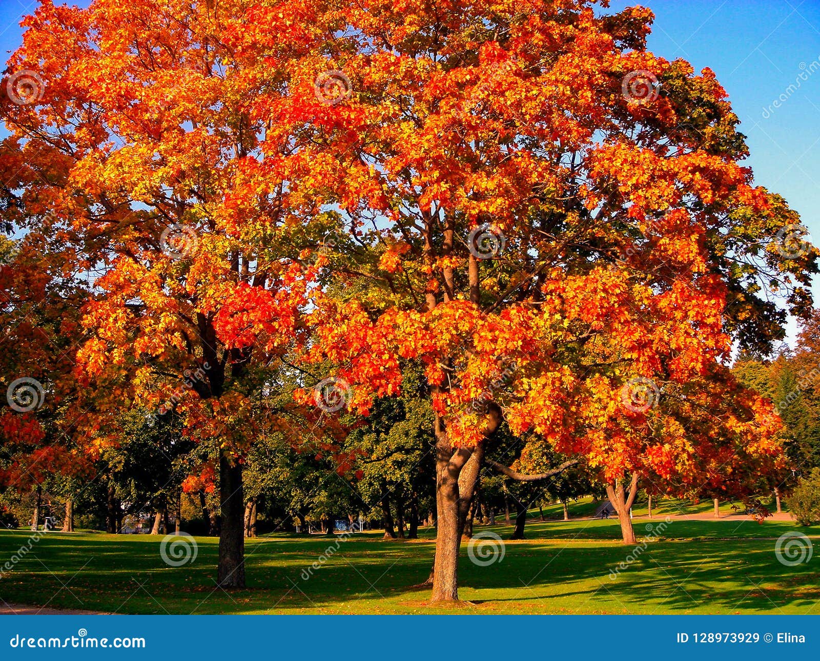 Autumn Maple Trees in Fall City Park Stock Image - Image of path ...