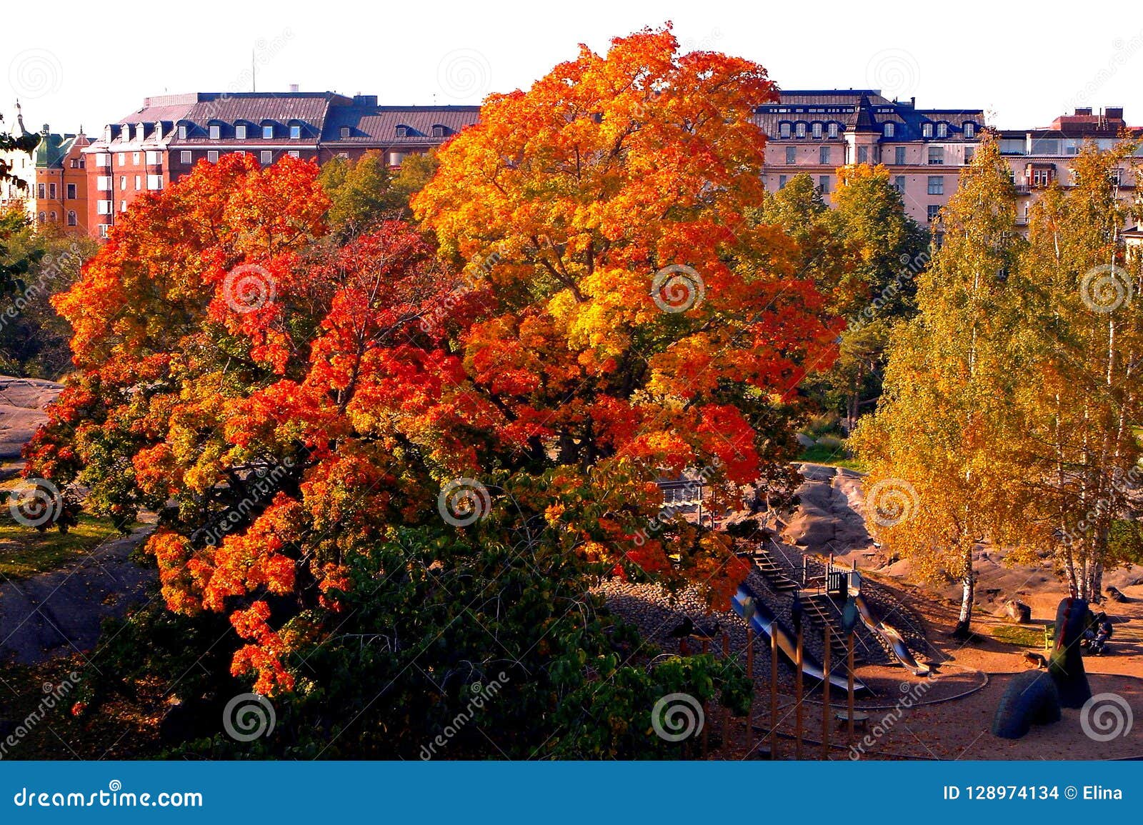 Autumn Maple Trees in Fall City Park Stock Photo - Image of leaves ...