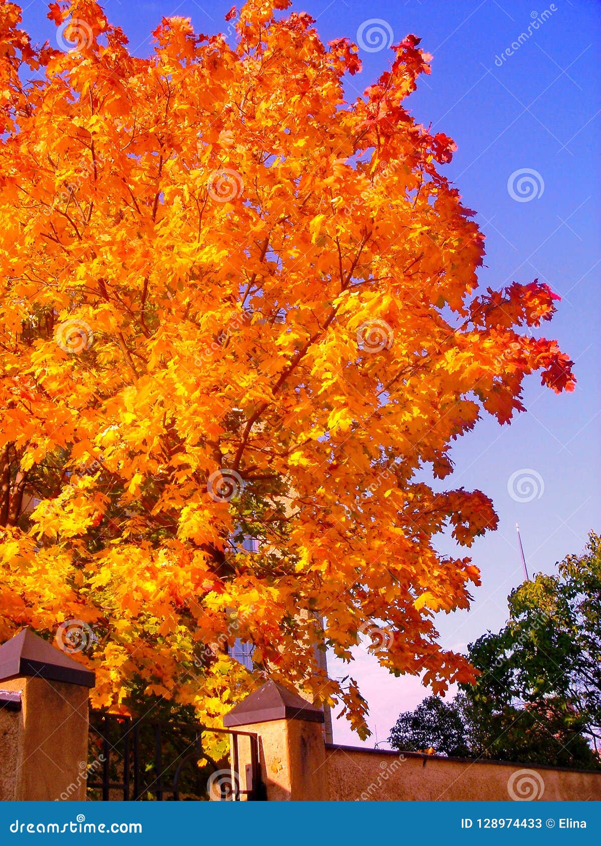 Autumn Maple Trees in Fall City Park Stock Image - Image of peaceful ...