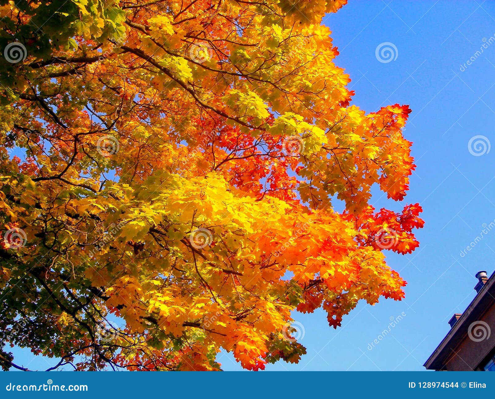 Autumn Maple Trees in Fall City Park Stock Photo - Image of city, brown ...