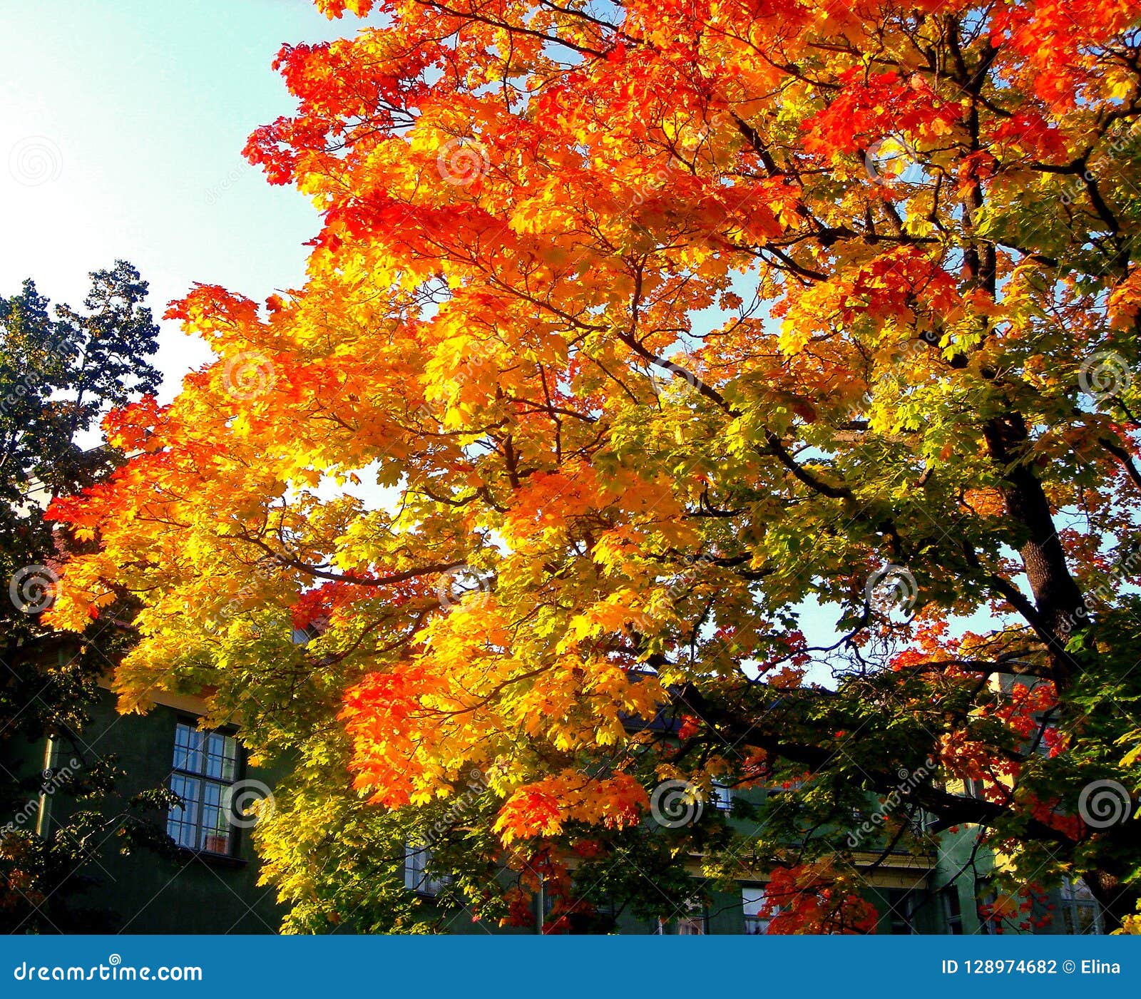 Autumn Maple Trees in Fall City Park Stock Photo - Image of beauty ...