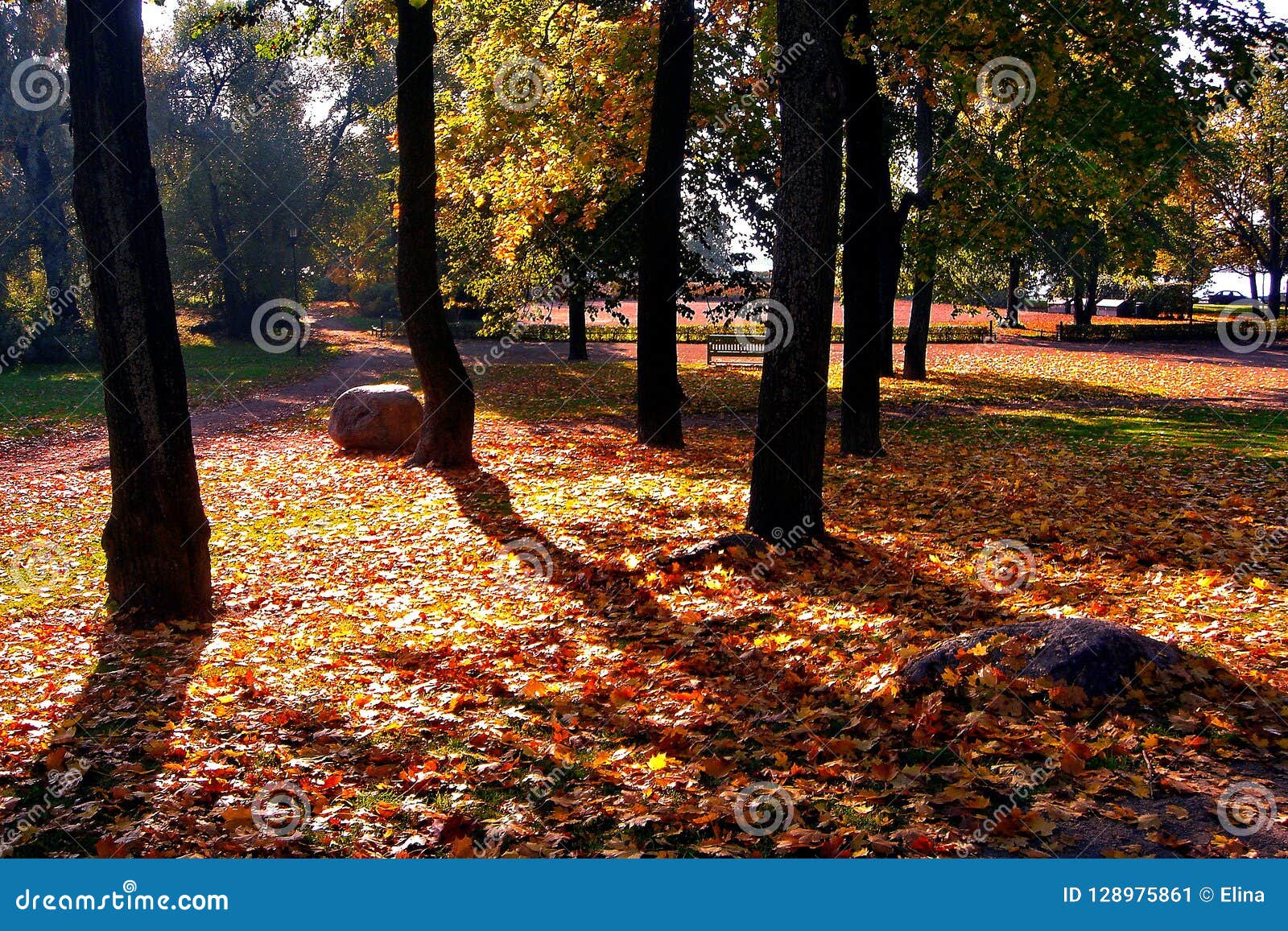Autumn Maple Trees in Fall City Park Stock Image - Image of green ...