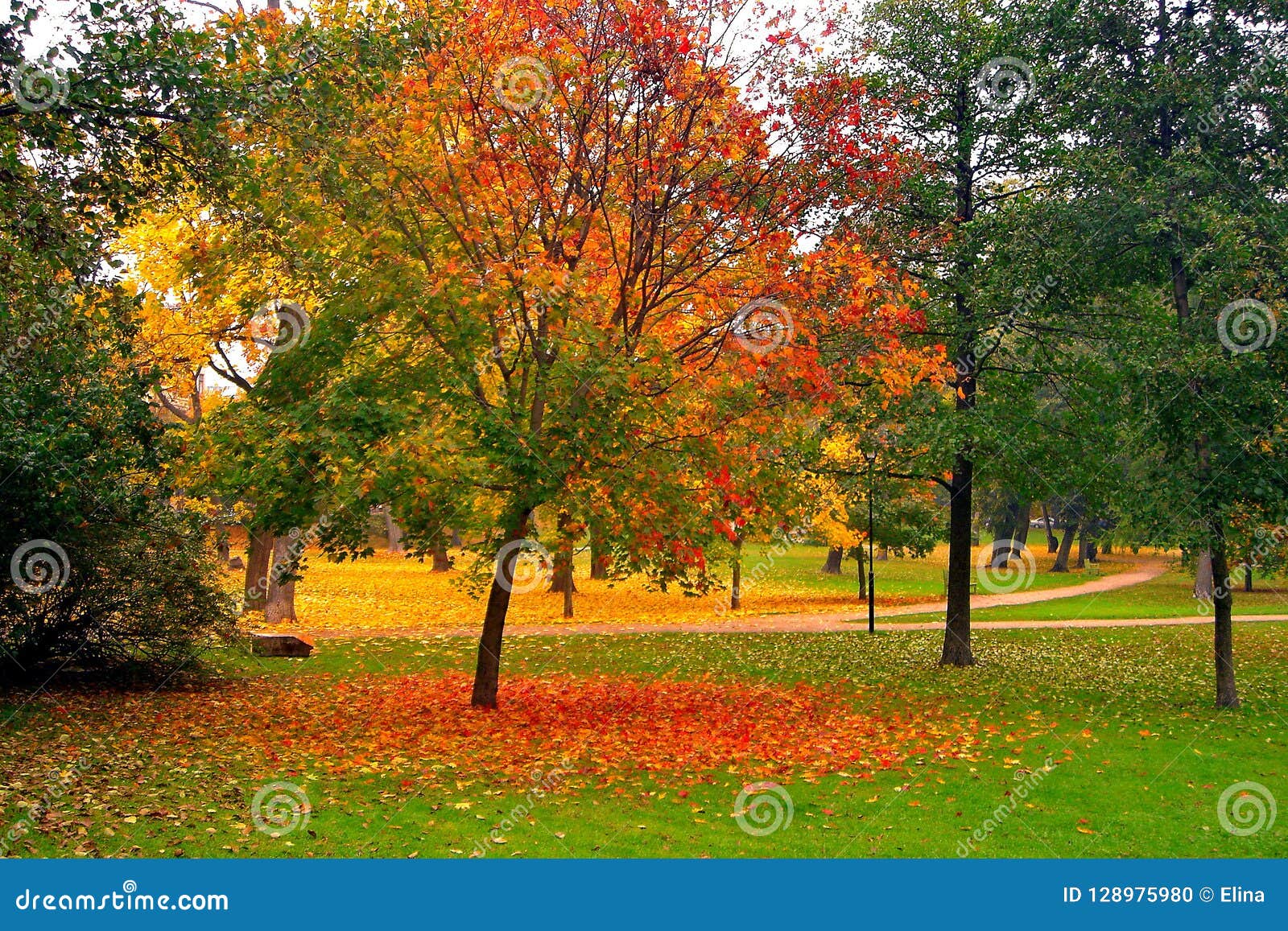 Autumn Maple Trees in Fall City Park Stock Photo - Image of peace, park ...