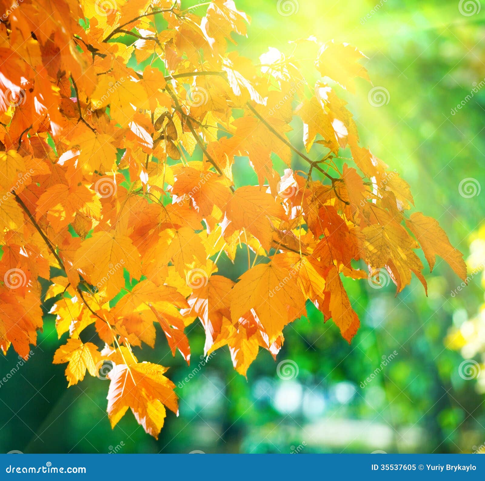 Autumn Maple Trees in Park and Sunshine Stock Image - Image of tree ...