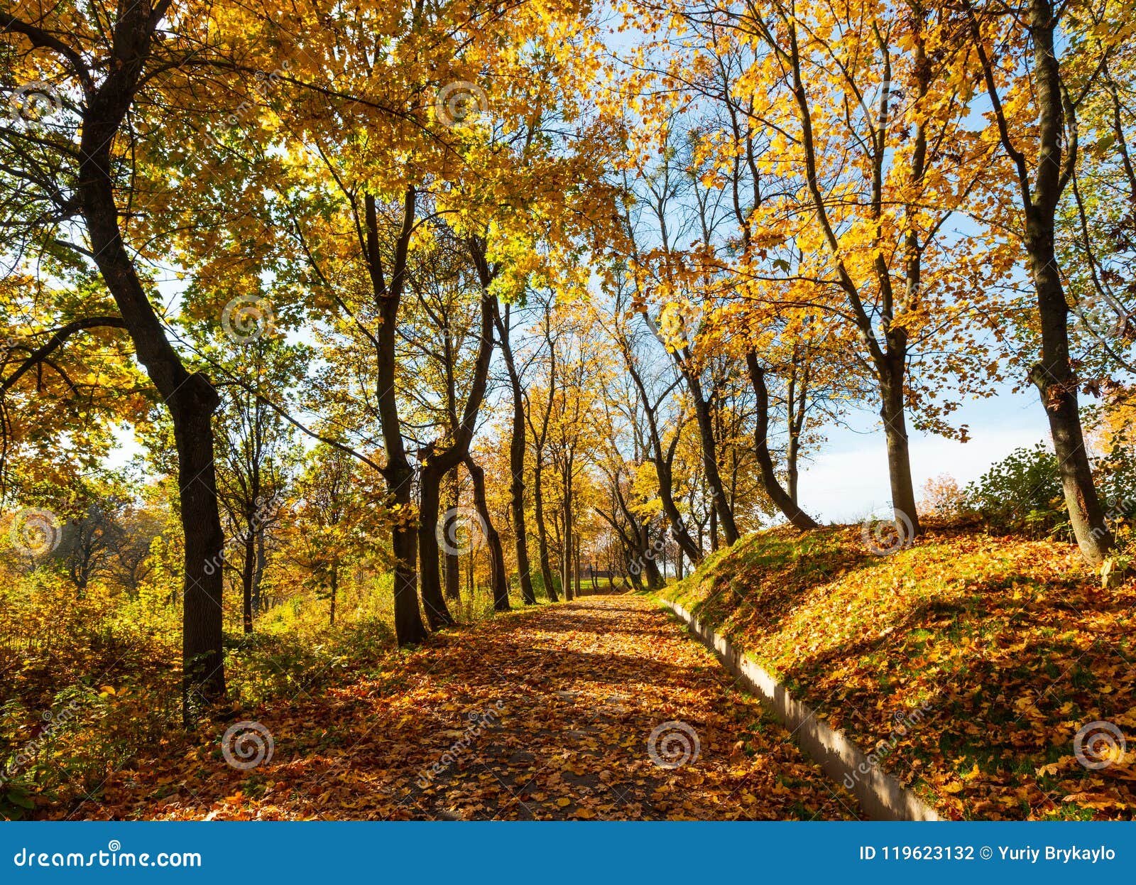 Autumn maple trees in park stock photo. Image of forest - 119623132