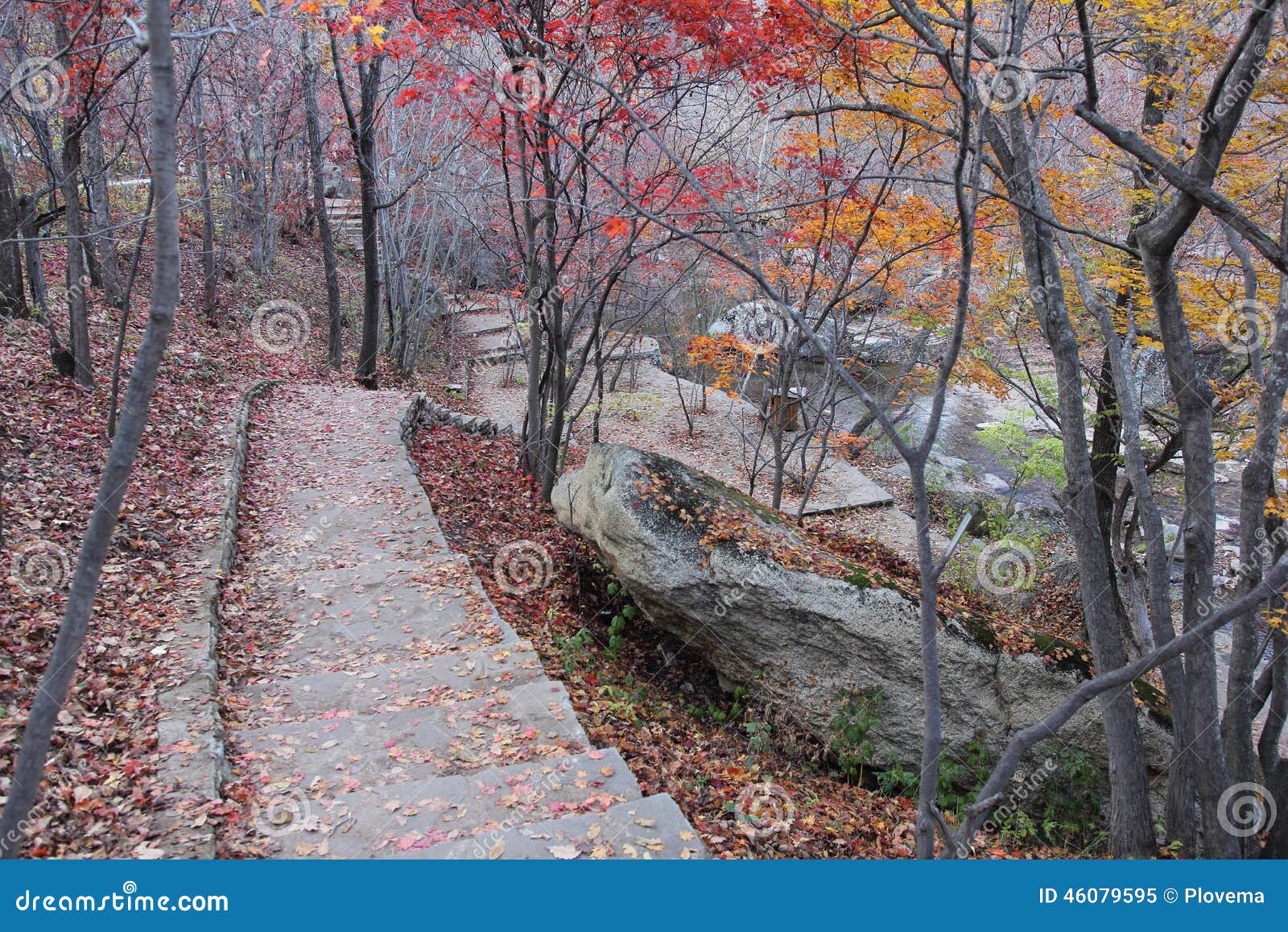 Autumn Maple Trees and Path Stock Image - Image of beauty, quiet: 46079595