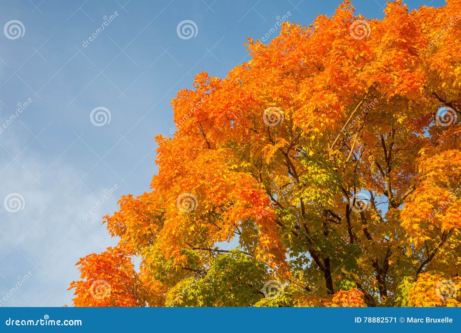 Autumn maple trees stock image. Image of blue, element - 78882571