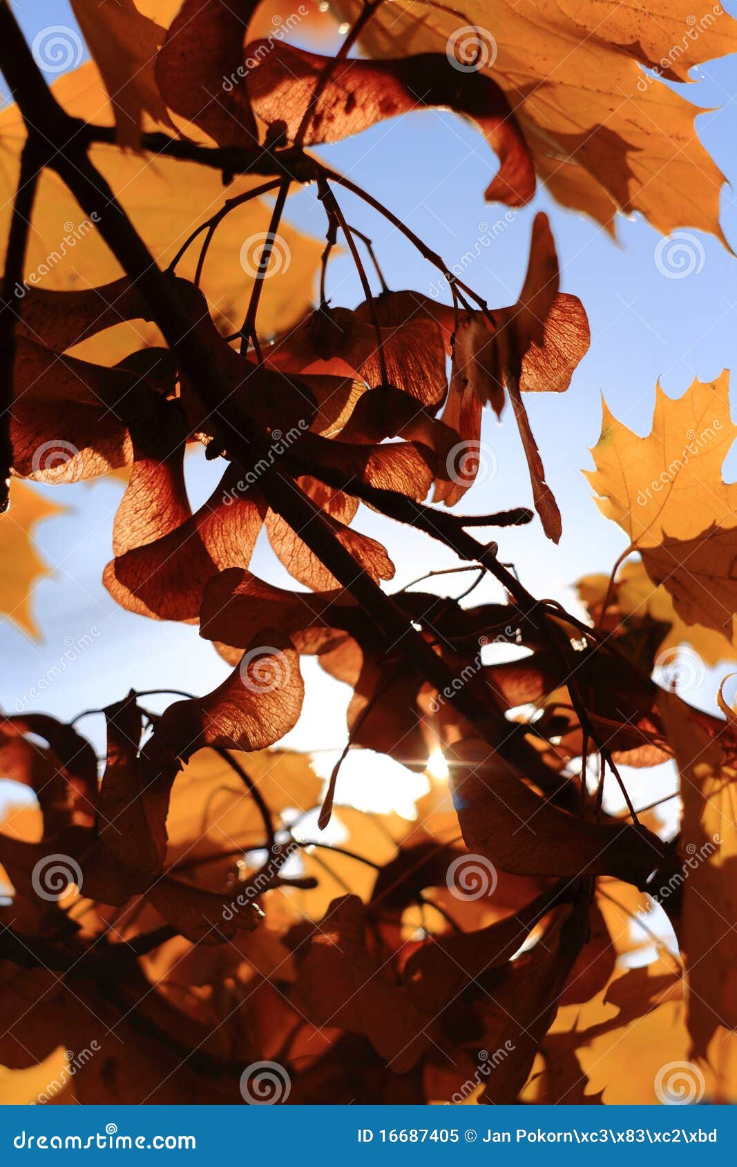 Autumn Maple Twigs and Leaves Stock Image - Image of colors, outdoors ...