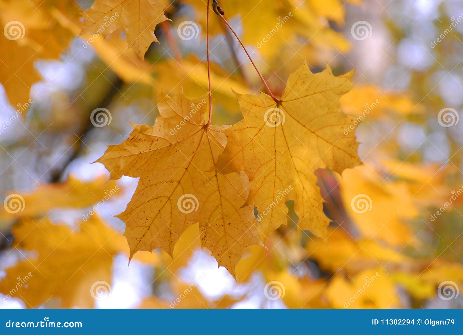 Autumn. Maple Yellow Fall Leave Stock Photo - Image of element, bright ...