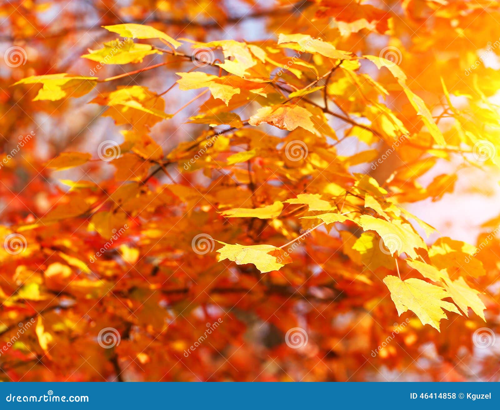 Autumn Maple Yellow Leaves. Fall Background Stock Photo - Image of ...